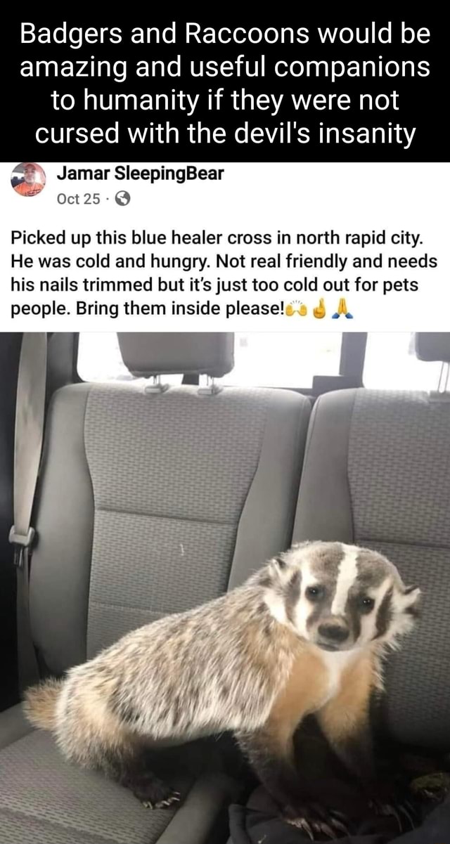 Badgers and Raccoons would be amazing and useful companions to humanity ...