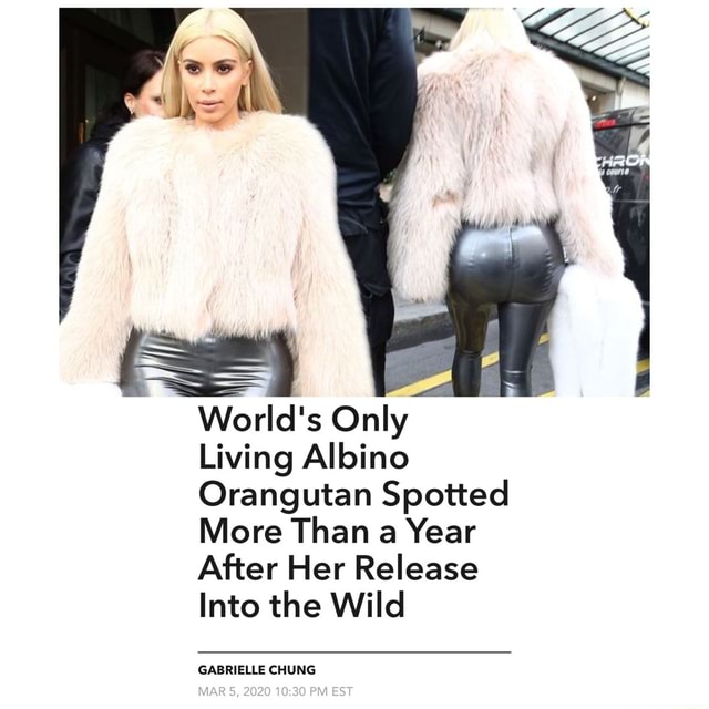 World's Only Living Albino Orangutan Spotted More Than a Year After Her ...