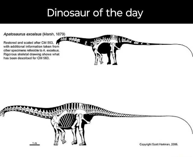 Dinosaur of the day Apatosaurus excelsus (Marsh, 1879) Restored and ...