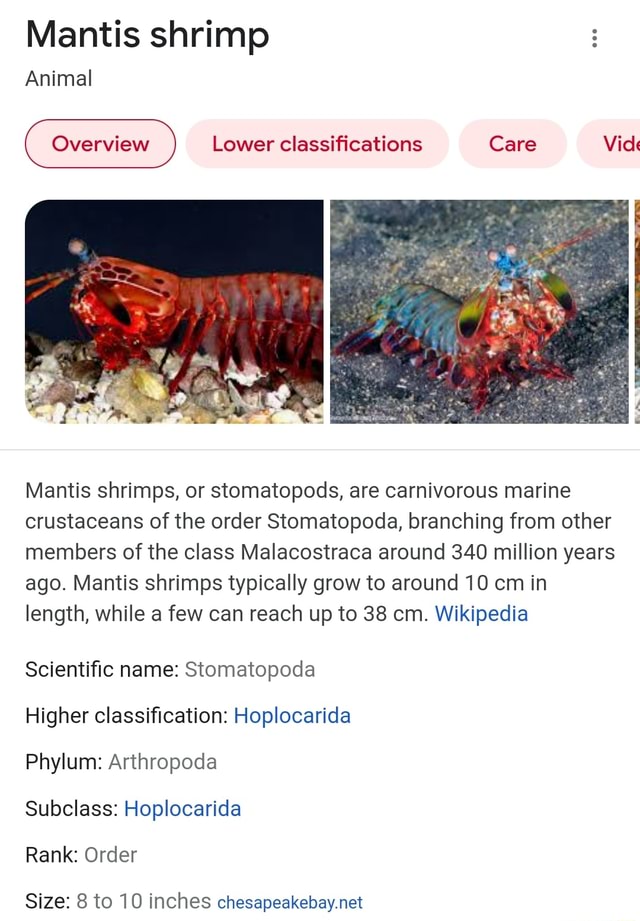Mantis shrimp Animal Overview Lower classifications Care Vide Mantis ...