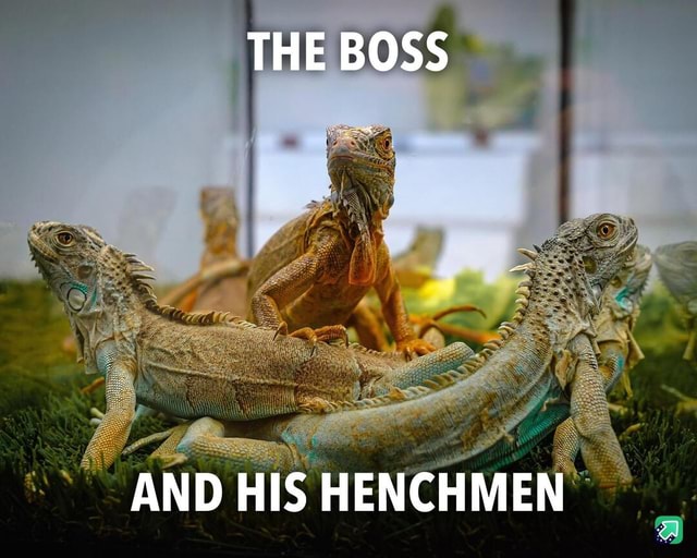 #lizard #reptiles #memes #meme #animals - THE BOSS AND HIS HENCHMEN ...