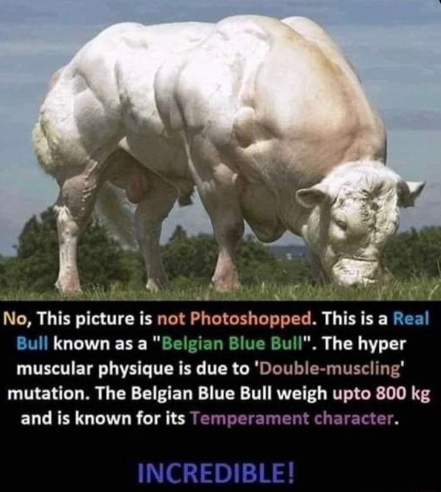 No, This picture is not Photoshopped. This is a Real Bull known as a ...