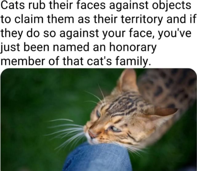 Cats rub their faces against objects to claim them as their territory ...