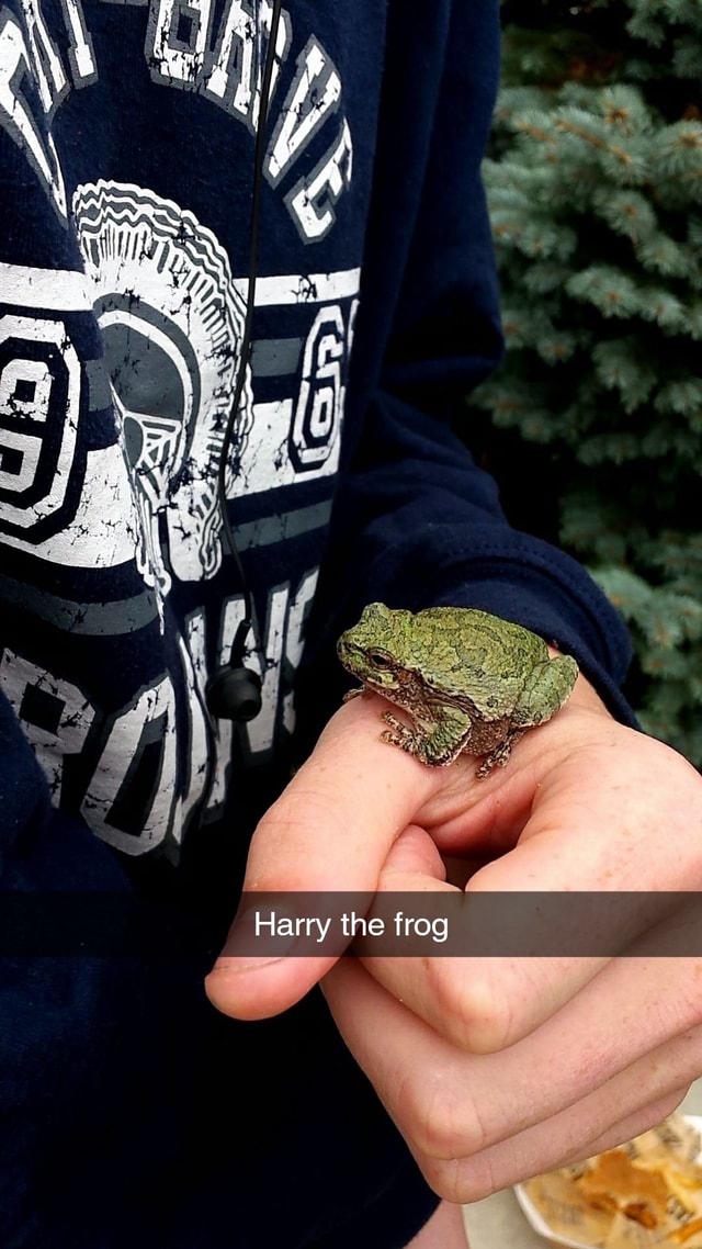 Harry the frog - iFunny
