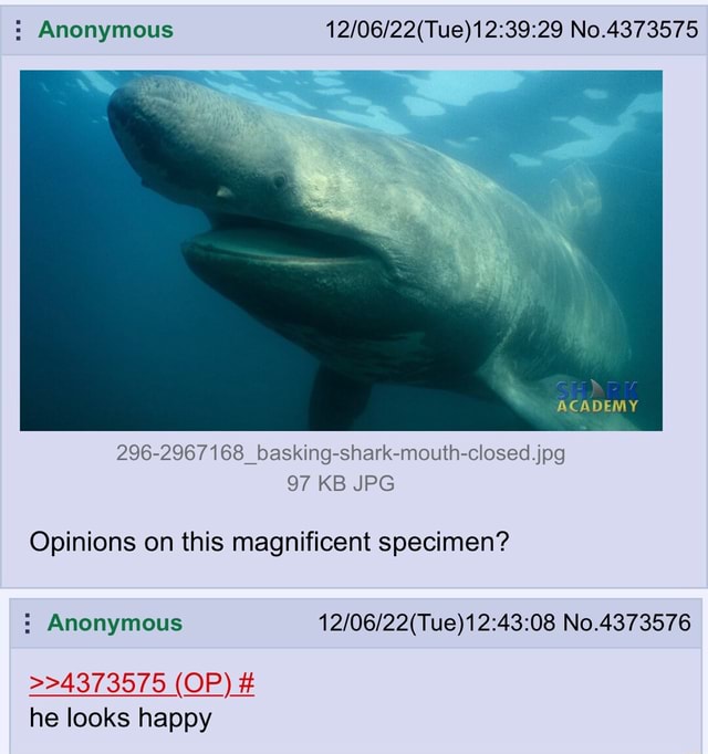 : Anonymous No.4373575 ACADEMY 296-2967168 basking-shark-mouth-closed ...