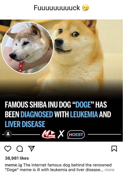 Fuuuuuuuuuck FAMOUS SHIBA INU DOG "DOGE" HAS BEEN DIAGNOSED WITH ...