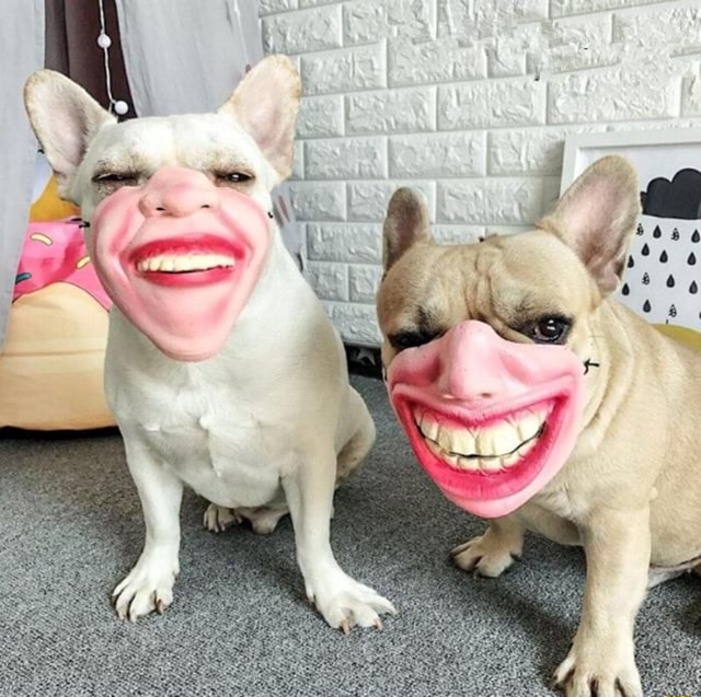 Imgur must see these cursed dog muzzles that look like human faces - iFunny
