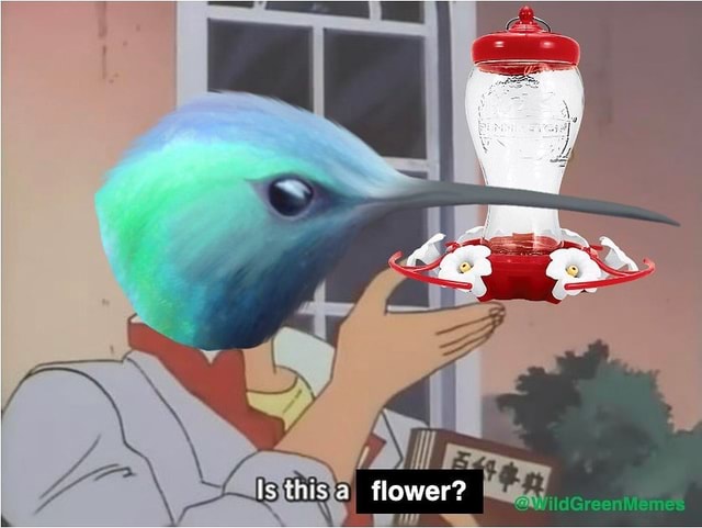 🌺 Meme by @beingevolved - Is this flower? - America’s best pics and videos