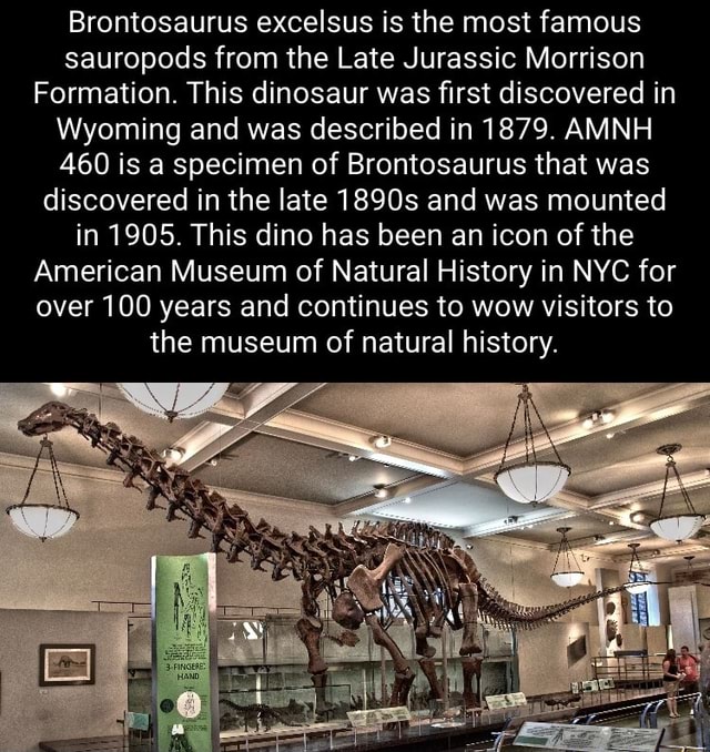 Brontosaurus excelsus is the most famous sauropods from the Late ...