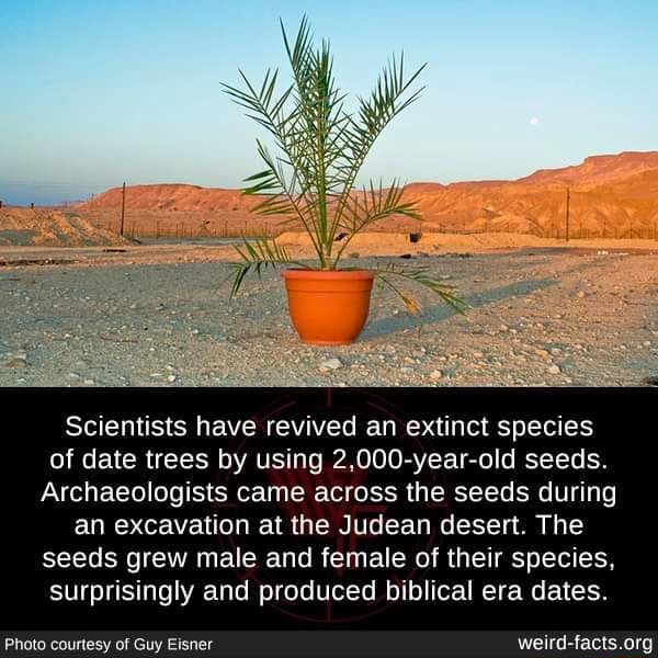 Scientists have revived an extinct species of date trees by using 2,000 ...