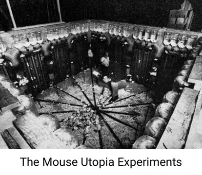 The Mouse Utopia Experiments - iFunny