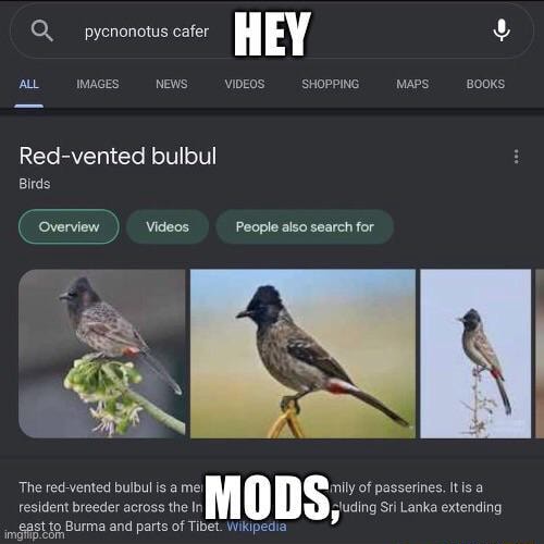 HEY ALL IMAGES -"NEWS SHOPPING MAPS- BOOKS Red-vented bulbul Birds ...