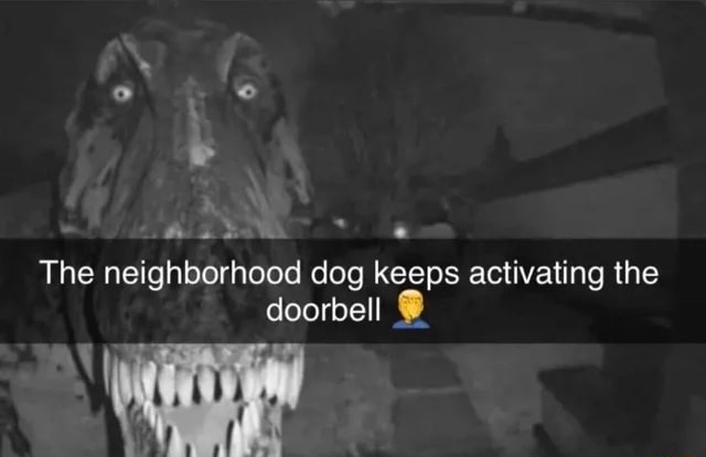 The neighborhood dog keeps activating the doorbell - iFunny