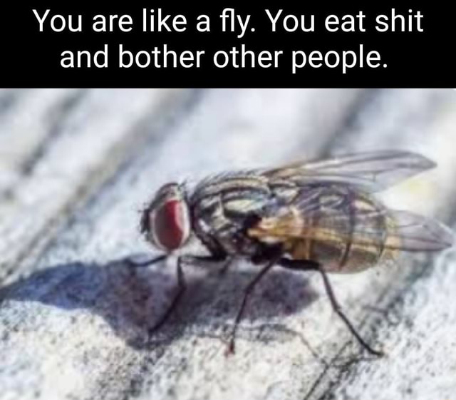 You are like a fly. You eat shit and bother other people. - iFunny