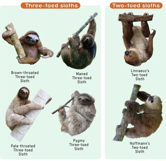 Three-toed sloths Two-toed sloths Linnaeus's Two-toed Three-toed Sloth ...