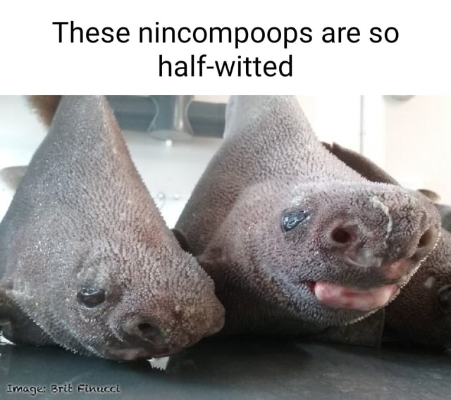 These nincompoops are so half-witted I image: - iFunny