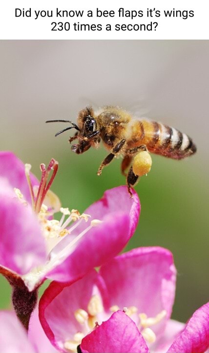 Did you know a bee flaps it's wings 230 times a second? - iFunny