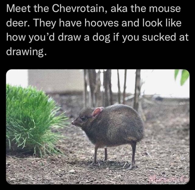 Meet the Chevrotain, aka the mouse deer. They have hooves and look like ...