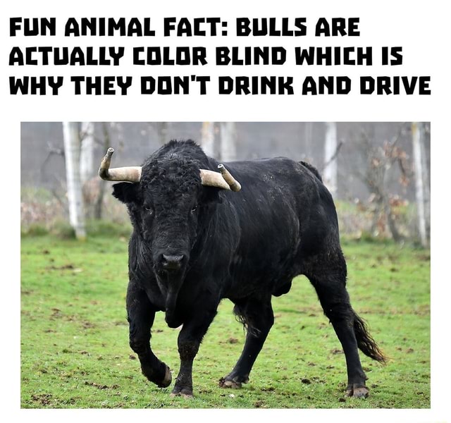 FUN ANIMAL FACT: BULLS ARE ACTUALLY COLOR BLIND WHICH IS WHY THEY DON'T ...