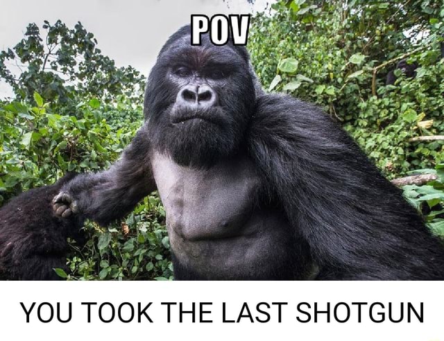 Pow YOU TOOK THE LAST SHOTGUN - iFunny