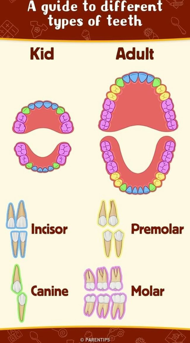 A guide to different types of teeth Kid Canine Molar Incisor Premolar W ...