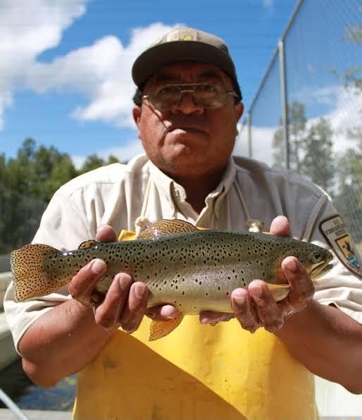 On this day: The native Apache trout species in Arizona was upgraded ...