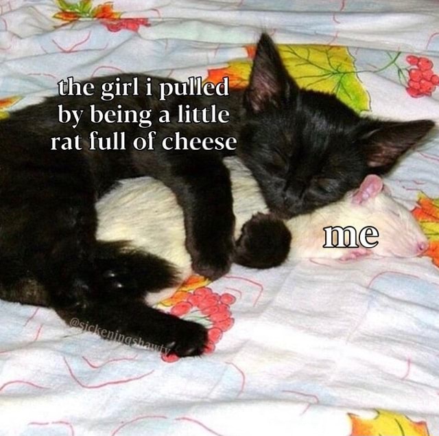 The girl i pulled by being a little rat full of cheese - iFunny