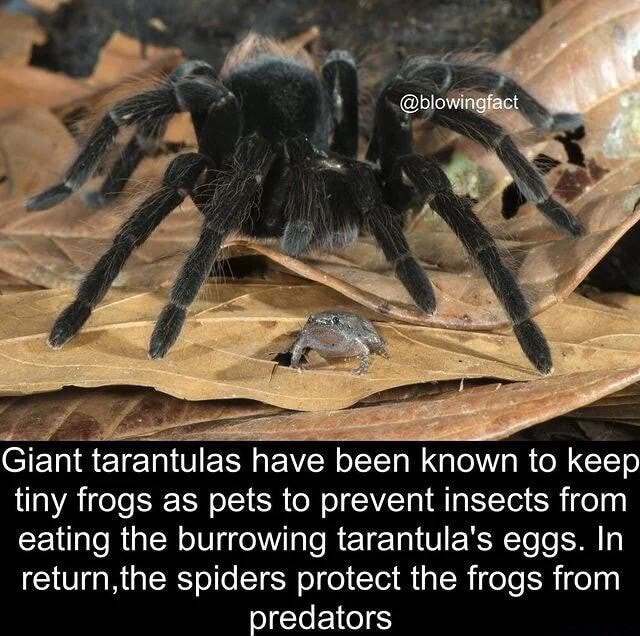 Giant tarantulas have been known to keep tiny frogs as pets to prevent ...