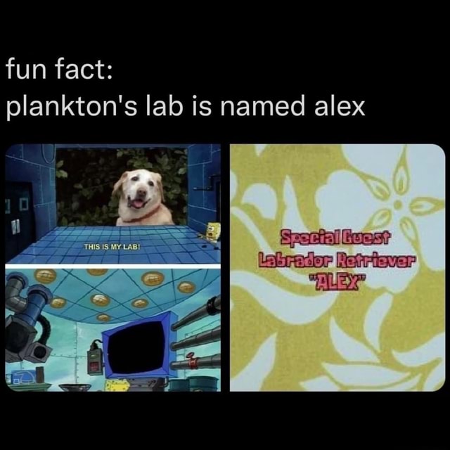 Fun fact: plankton's lab is named alex THIS IS MY LAB! - iFunny