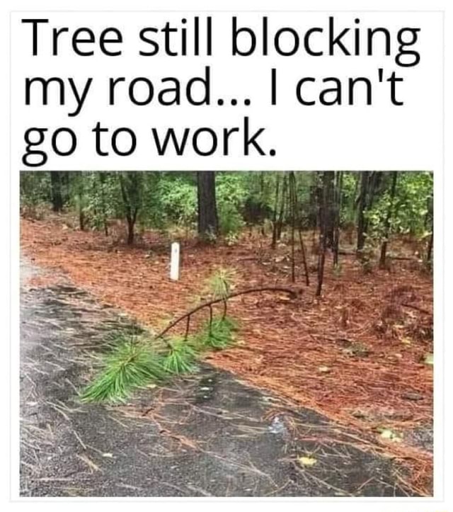 Tree still blocking my road... I can't go to work. - iFunny