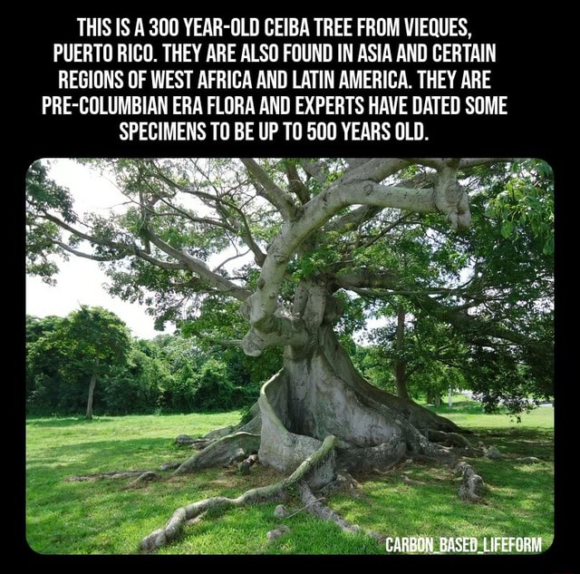 THIS IS A 300 YEAR-OLD CEIBA TREE FROM VIEQUES, PUERTO RICO. THEY ARE ...