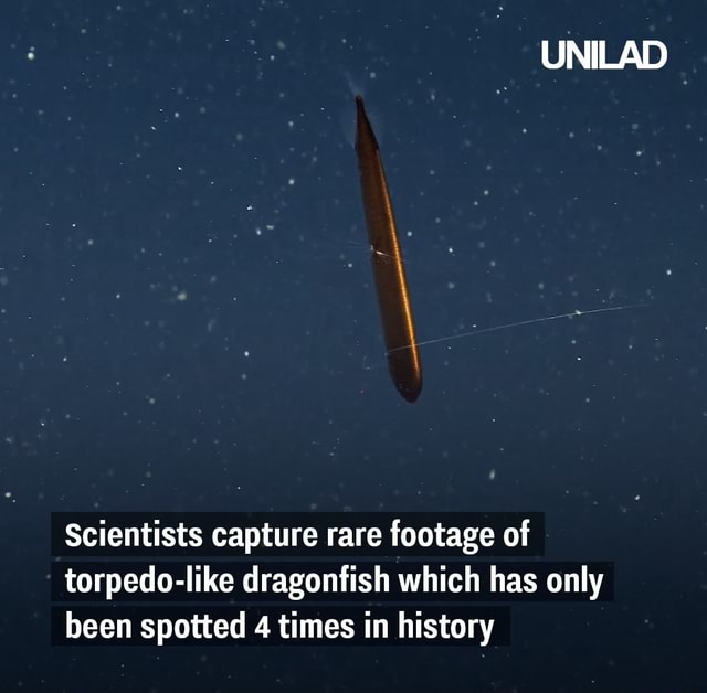 Scientists capture rare footage of torpedo-like dragonfish which has ...