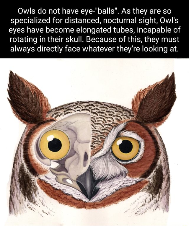 Owls do not have As they are so specialized for distanced, nocturnal ...