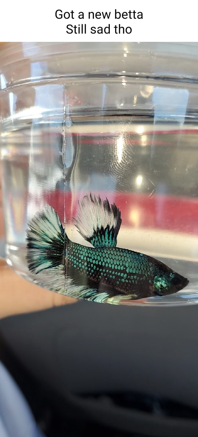 Got a new betta Still sad tho - iFunny
