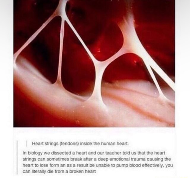 Heart strings (tendons) inside the human heart In biology we dissected ...