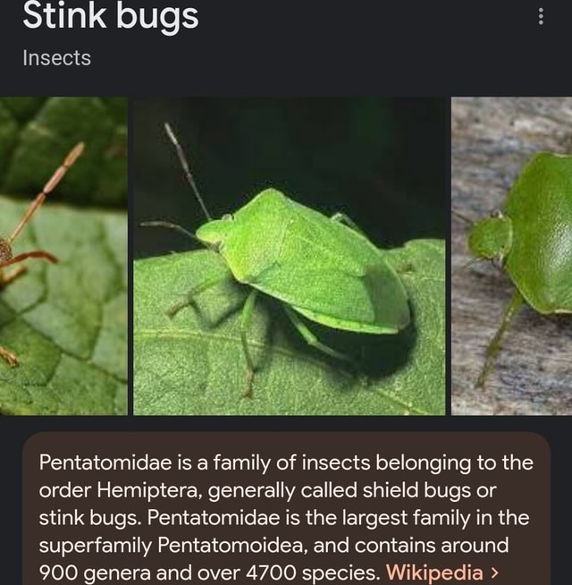 Stink bugs Insects Pentatomidae is a family of insects belonging to the ...