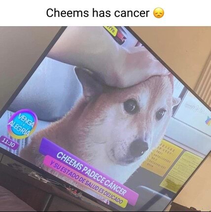 Cheems has cancer SN - iFunny