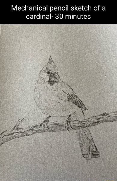 Mechanical pencil sketch of a cardinal- 30 minutes - iFunny