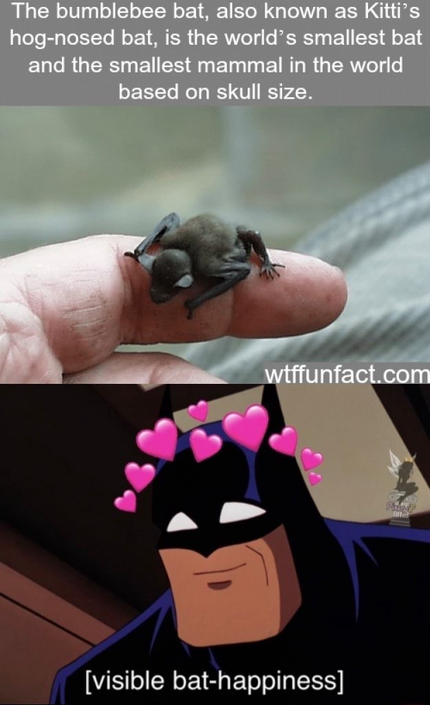 The bumblebee bat, also known as Kitti's hog-nosed bat, is the world's ...