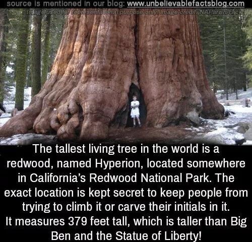 The tallest living tree in the world is a redwood, named Hyperion, located somewhere in ...