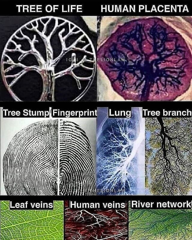 TREE OF LIFE HUMAN PLACENTA int Lung Tree branen Leafveins Human veing ...