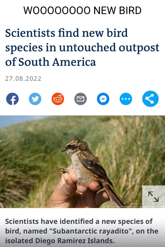 Scientists find new bird species in untouched outpost of South America ...