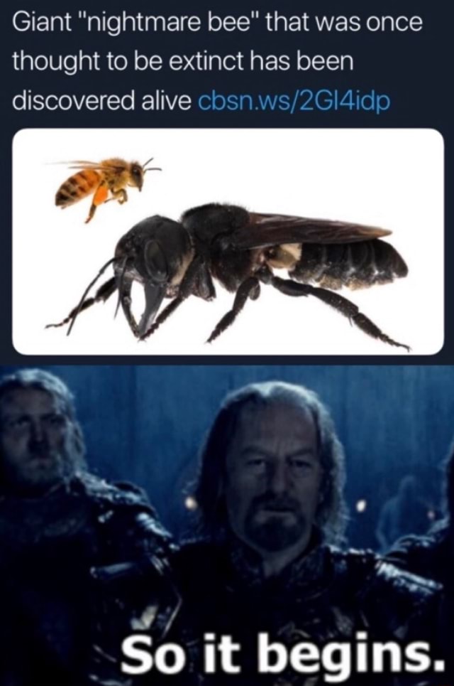 Giant "nightmare bee" that was once thought to be extinct has been ...