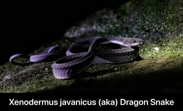 Xenodermus javanicus (aka) Dragon Snake - Xenodermus javanicus (aka ...