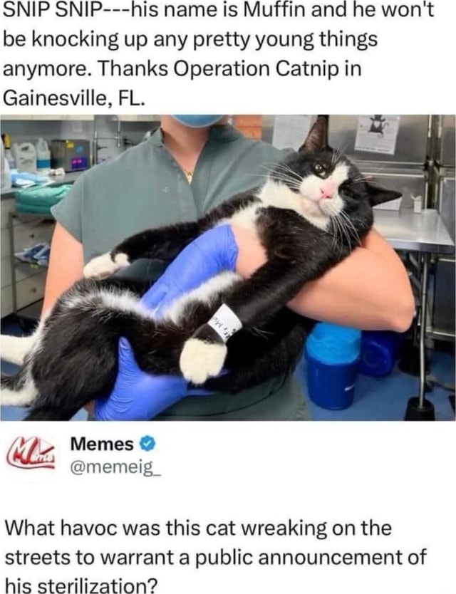 SNIP SNIP---his name is Muffin and he wont be knocking up any pretty ...