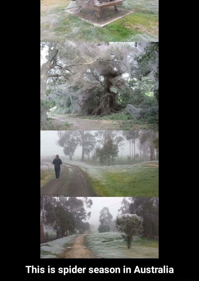 This is spider season in Australia - This is spider season in Australia ...