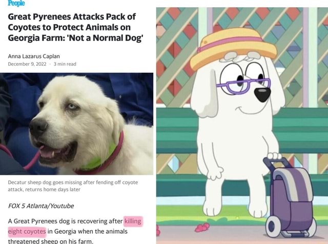 People Great Pyrenees Attacks Pack of Coyotes to Protect Animals on ...