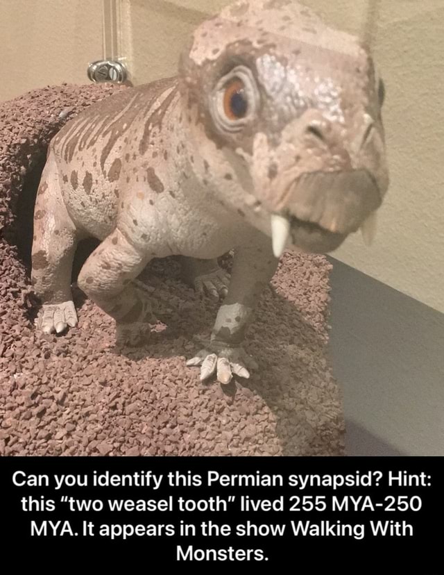 Can you identify this Permian synapsid? Hint: this "two weasel tooth ...