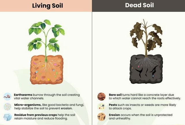 Living Soil Dead Soil Earthworms burrow through the soil creating vital ...