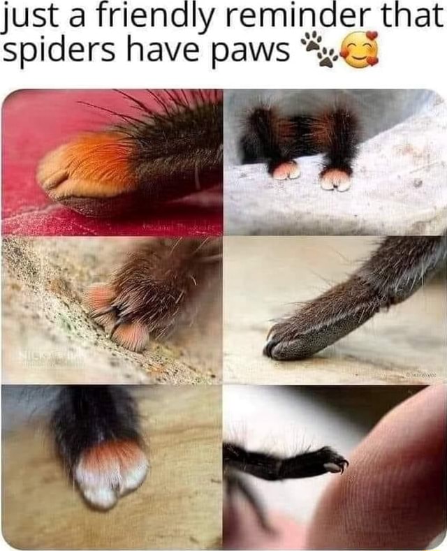 Just a friendly reminder, that spiders have paws - iFunny